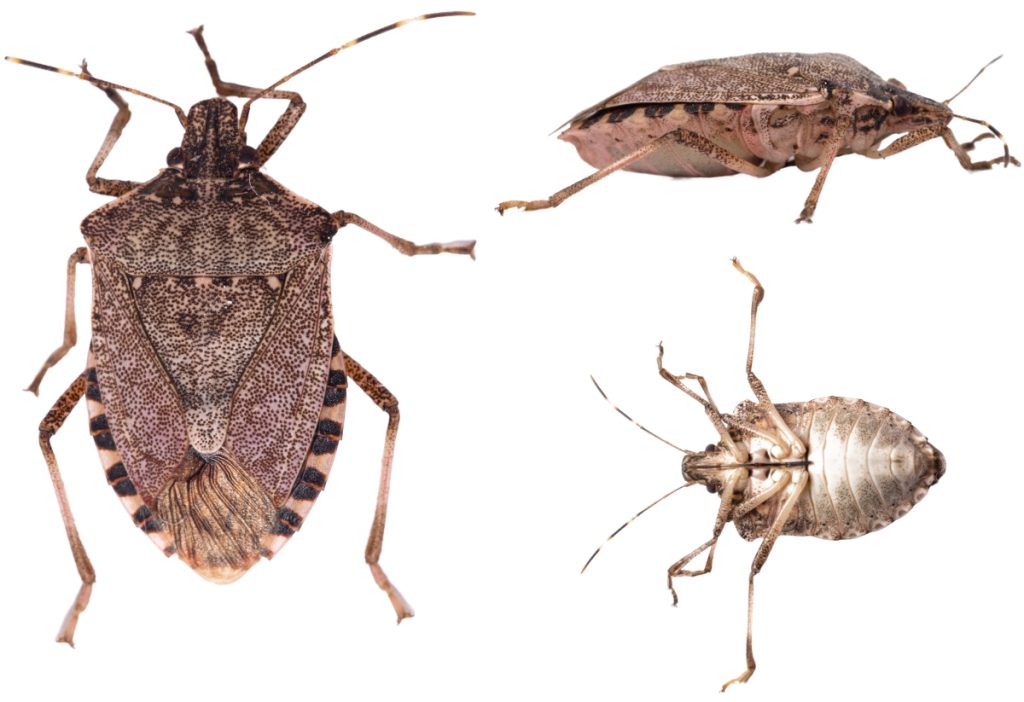 Brown Marmorated Stink Bug. Australia New Zealand Fiji | Britannia